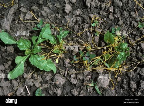 Dodder Or Strangleweed Cuscuta Epithymum Parasitic Weed On Seedling