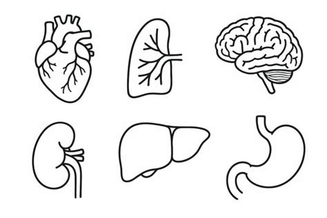 Organs In The Human Body Drawing