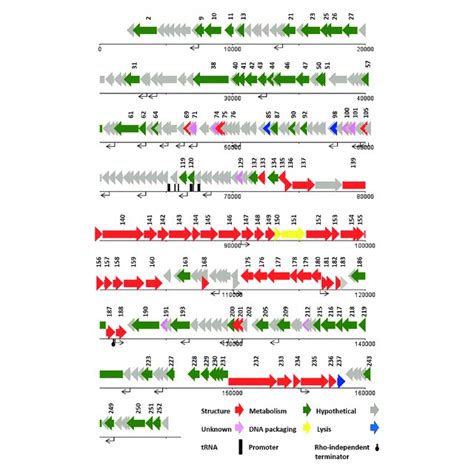 The Linear Genome Map Of Phage Vbsdym006 Download Scientific Diagram