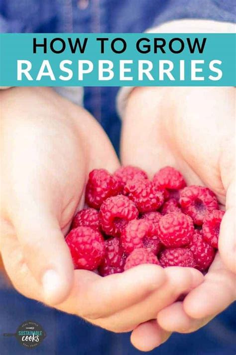 Raspberry Supports Build Raspberry Trellises Sustainable Cooks