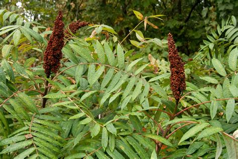 Smooth Sumac Woody Plants Of Ohio