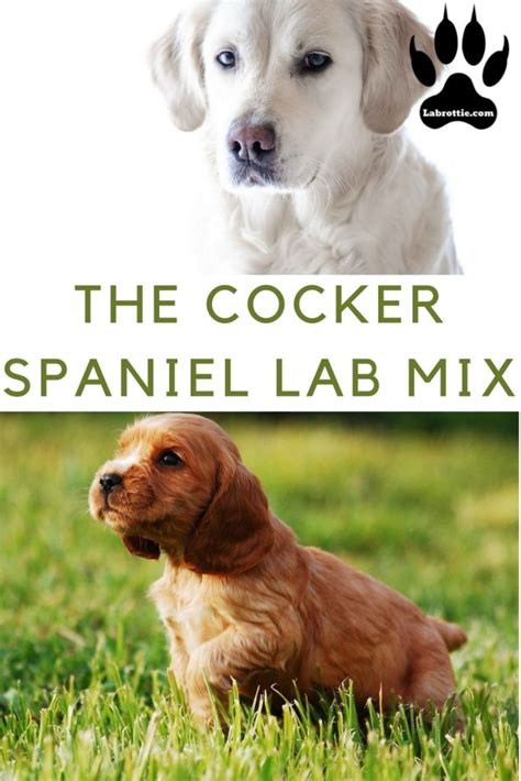 Cocker Spaniel Lab Mix Or The Spanador