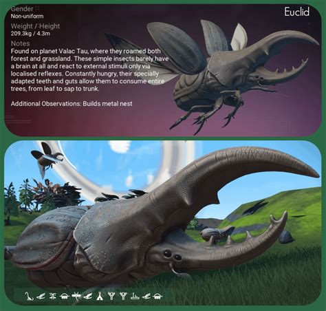 Medium Sized Beetle Mottled Dark Grey Euclid Galaxy R