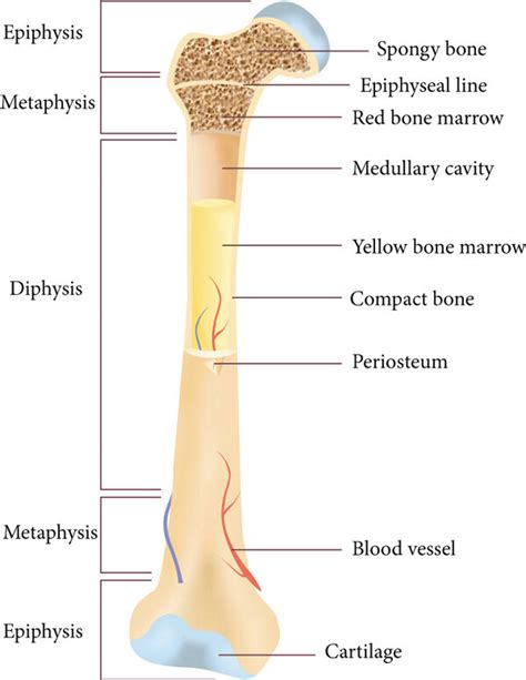 Bone Structure And Bone Repair Processes A The Basic Anatomic Download Scientific Diagram