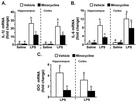 Minocycline Attenuates Lps Induced Mrna Levels Of Il 1β Il 6 And Ido