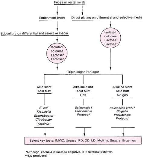 Gram Negative Bacilli Identification Flowchart