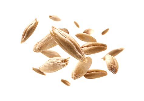 Super Quality Whole Oats For Mycelium Growing Urban Farm Mushrooms