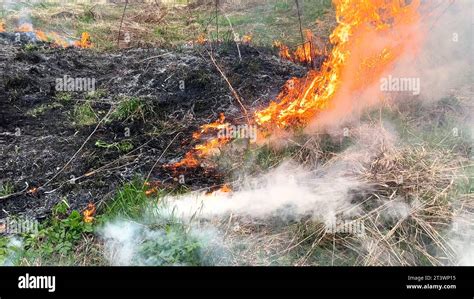 Open Flame Burning Dry Grass In The Field Extreme Disaster And Forest