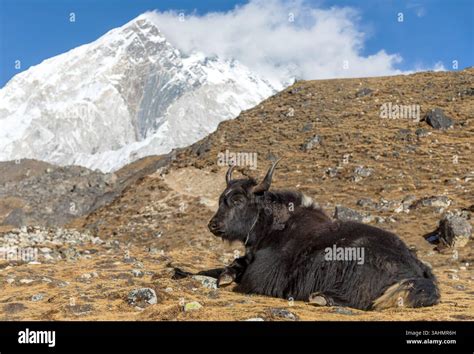 Black Yak Or Dzo With Beautiful Mount On Background Nepal Himalayas