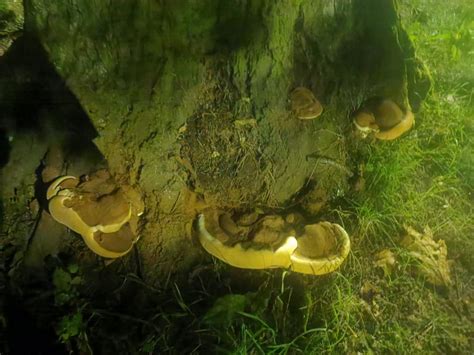 Is This Phellinus Igniarius East Anglia Uk Rshroomid