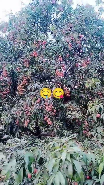 Lichchi Lichchi 😄 Youtube