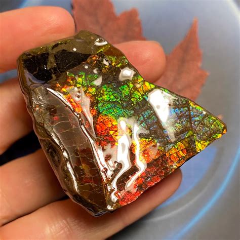 Canadian Ammolite Ammonite Fossil Double Side Curved Surface Specimen