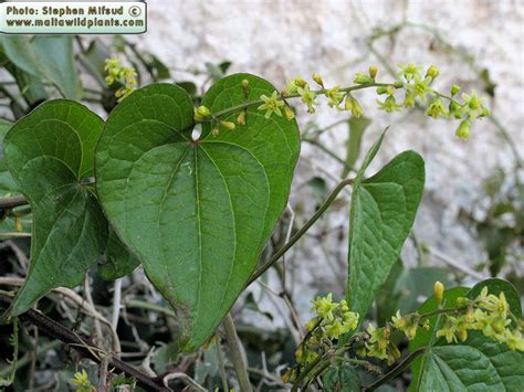 Dioscorea Communis Black Bryony The Online