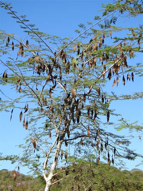 Lysiloma Divaricatum From Culiacán Sin México On December 30 2019