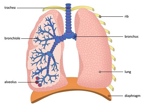 Lungs