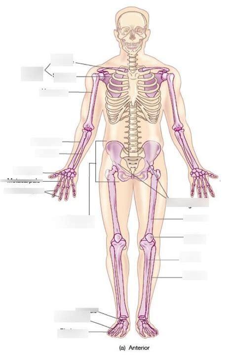 Skeletal Systems Diagram Quizlet