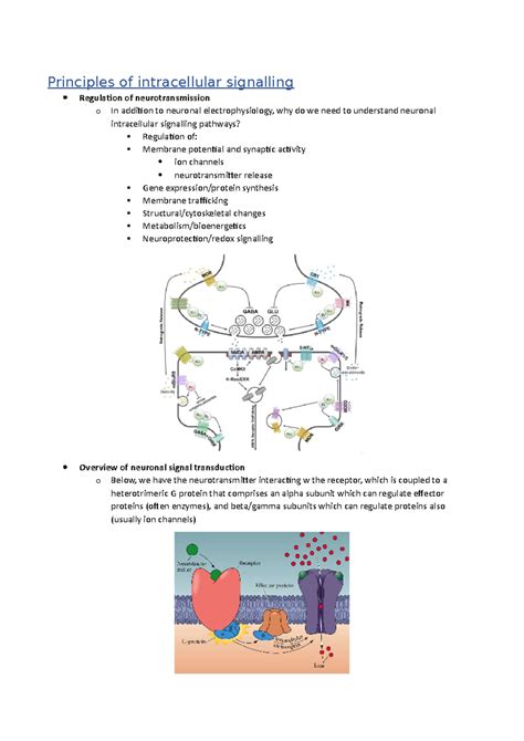 Neuronal Cell Signalling Principles Of Intracellular Signalling