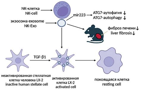 Exosomes From Natural Killer Nk Cells Reduce The Level Of