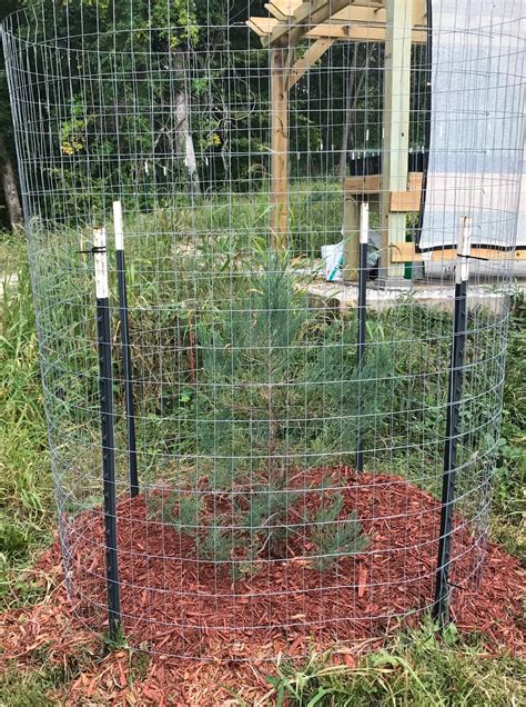Growing A Sequoia In Zone 5 2017