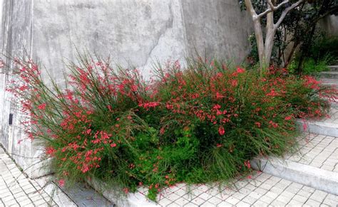 Firecracker Plant Igniting Gardens With Vibrant Red Flowers