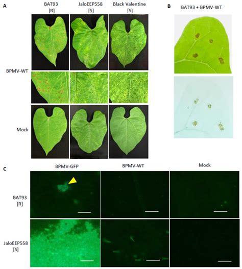 Bpmv Is Able To Multiply And Move From Cell To Cell In The Inoculated