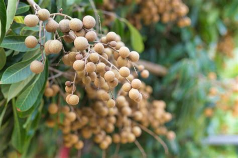 Longan Tree Bilder Durchsuchen 44 Archivfotos Vektorgrafiken Und Videos Adobe Stock