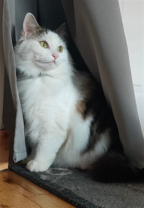 She Knows How Beautiful She Is R Supermodelcats