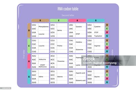 Rnacodontischvektor Genetischer Code Die Drei Basen Eines Mrnacodons Aminosäuresequenz Stock