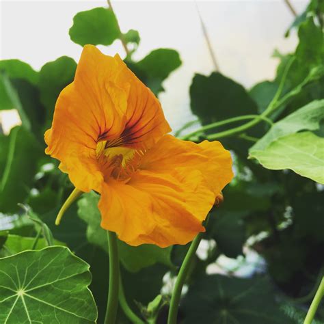 Nasturtiums Our Edible Flowers The Flower Deli