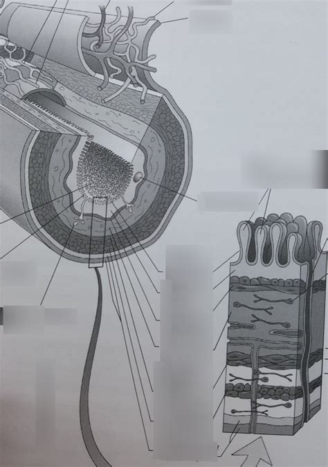 Layers Of Gi Diagram Quizlet