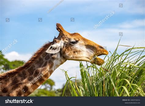 Giraffe Eating