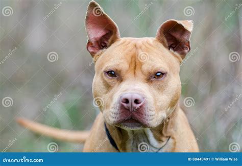 American Pitbull Terrier Red Nose