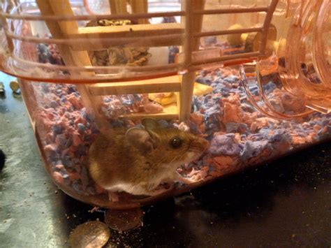 What Kind Of Mouse Is This And Is It Possible For This Type Of Mouse To Impregnate A Fancy