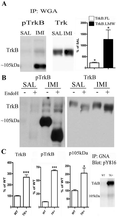 Antidepressant Drugs Activate The Immaturely Glycosylated Form Of Trkb Download Scientific