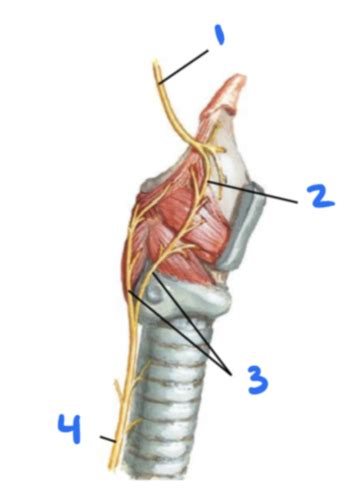 Head And Neck Labeling Flashcards Quizlet