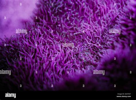 Anemone Fish With Anemonesea Anemone And Clown Fish In Marine Aquarium