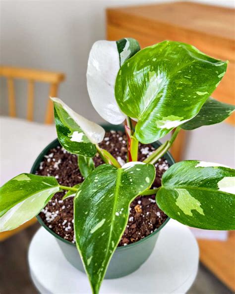 Philodendron ‘white Princess Plantvine