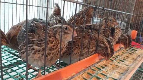 Quail Essentials Care Breeds And Habitat Tips