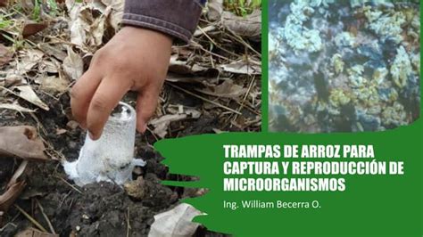 Trampas De Arroz Captura De Microorganismos Pdf