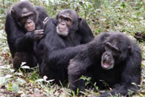 Chimps Kill For Land But Does That Shed Light On Human Warfare Discover Magazine