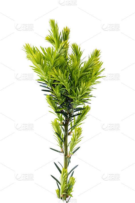 在白色上孤立的杜松枝