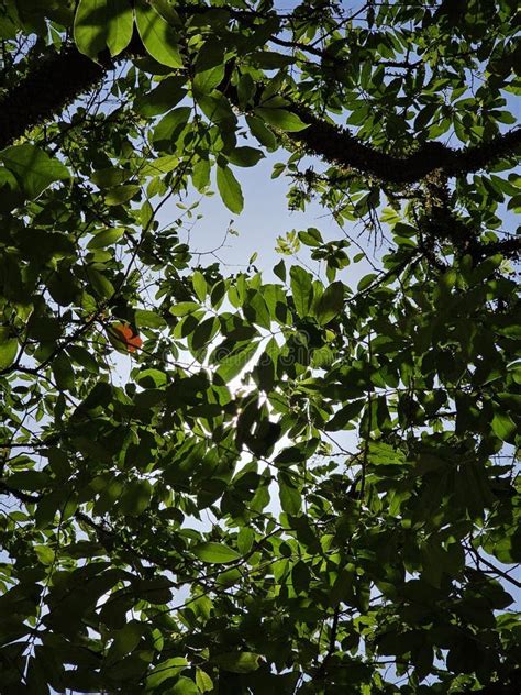 Tropical Tree Canopy With Sunlight Peeking Through Leaves Stock Image