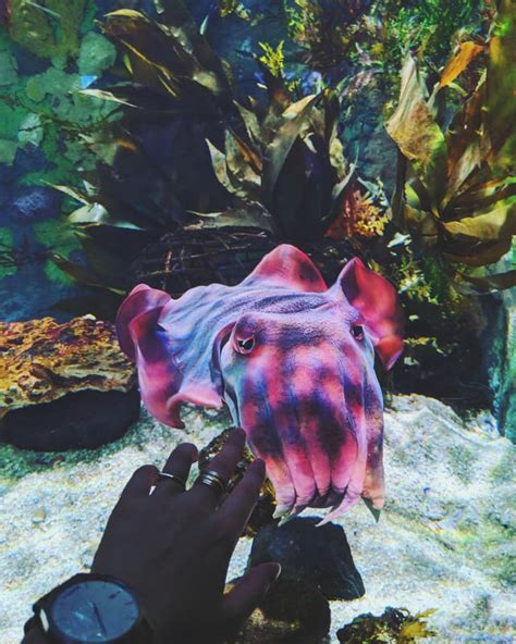 Went To The Aquarium Found This Cute Cuttlefish Rpics