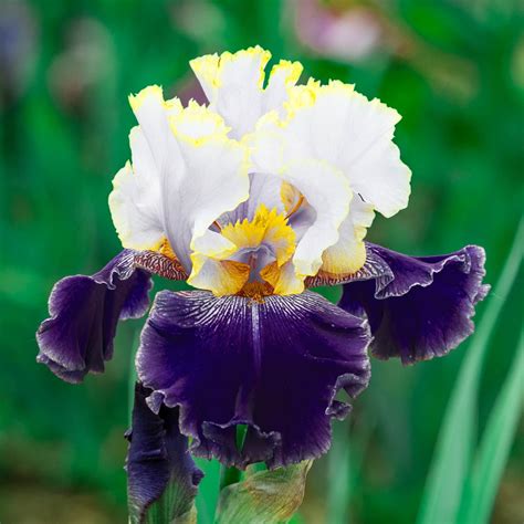 Slovak Prince Bearded Iris Dormant Bare Root Perennial Plant 1 Pack