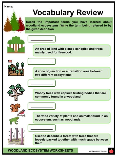 Woodland Ecosystem Worksheets Features Functions Animals