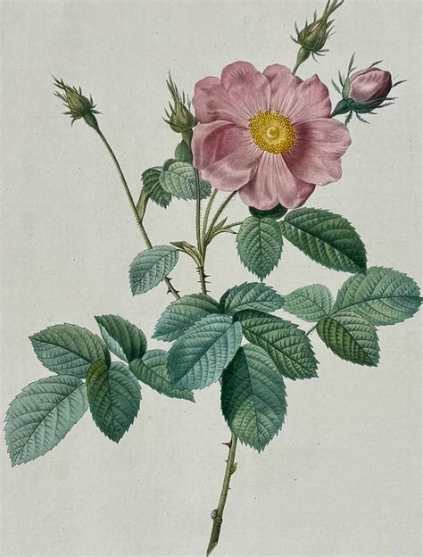 At Auction Pierre Joseph Redouté Redoute Rare Large Folio Rose