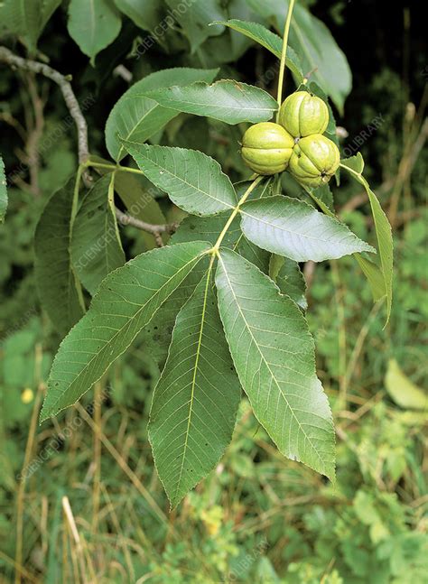 Shagbark Hickory Stock Image C0016058 Science Photo Library
