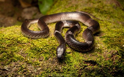 Banded Wolf Snake Lycodon Maculatus —