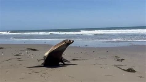 Sea Lions Arent Acting Like Themselves — Theyre More Aggressive