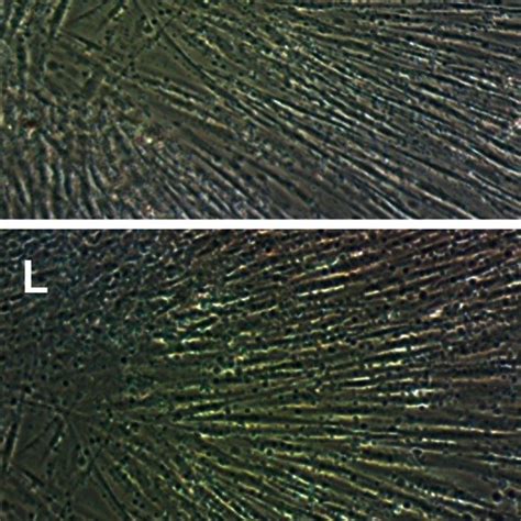 Mscs Morphology By Inverted Microscope K First Passage Cells L Download Scientific Diagram